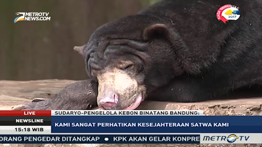 Penjelasan Pengelola Kebun Binatang Bandung Soal Beruang Madu