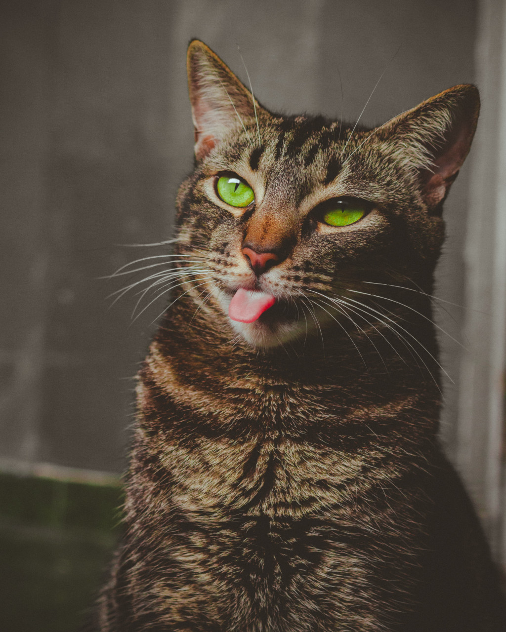 Cat Lover Wajib Tahu, Ini 3 Alasan Kucing Suka Mendengkur Cat Lover Wajib Tahu, Ini 3 Alasan Kucing Suka Mendengkur
