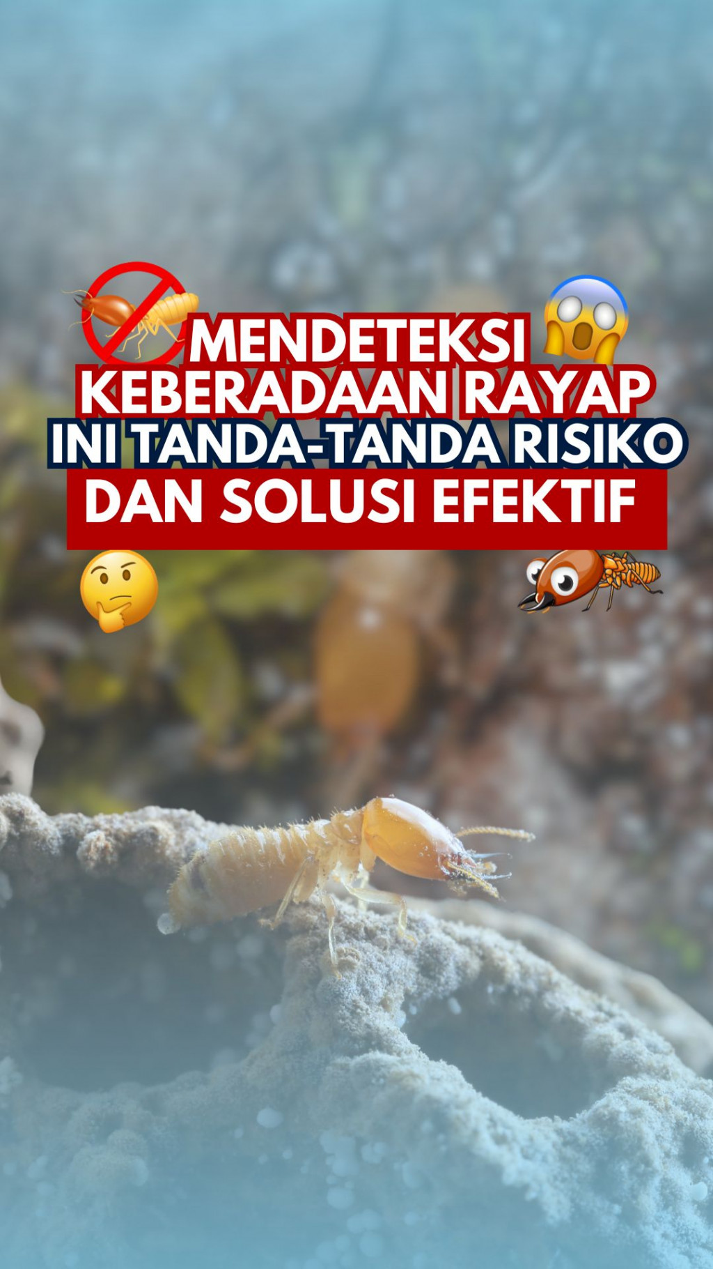 Mendeteksi Keberadaan Rayap, Ini Tanda-tanda Risiko, dan Solusi Efektif