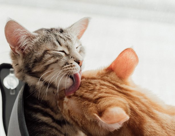 Si Meong Terlalu Banyak Menjilat? Awas, Itu Tanda Dia Sakit!