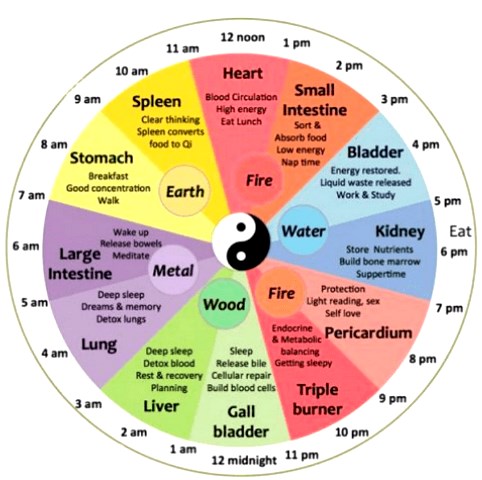 Organ Tubuh pun Punya Jam Kerja, Yuk Cari Tahu!