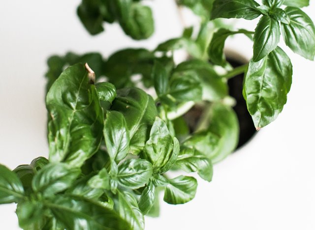 Daun Kemangi, Kecil dan Wangi, Inilah 8 Manfaatnya untuk Kesehatan